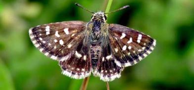 India's 1328th butterfly species found in Rajasthan | South Asia Monitor