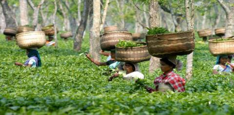 Sri Lanka's oldest tea auction now online | South Asia Monitor