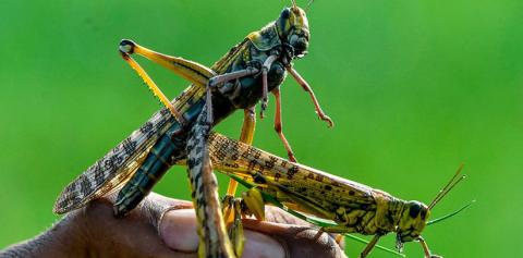 China sends additional aid to help Pakistan decimate locusts | South ...