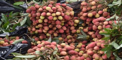 Bihar litchi fruit goes global via Common Service Centres | South Asia ...
