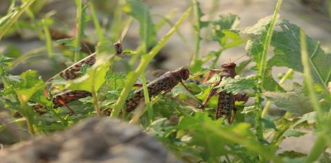 Can Pakistan go beyond chemical pesticides for locust control? | South ...