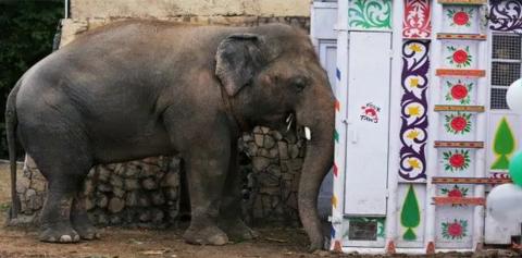 ‘World’s loneliest elephant’ in Pakistan finds a new life | South Asia ...