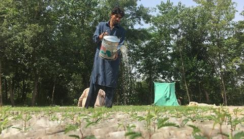 Pakistan hosts World Environment Day for the first time | South Asia ...